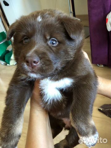 Щенок ретривера в добрые руки