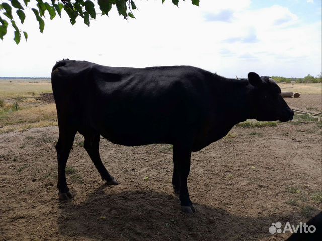 Корова дойная