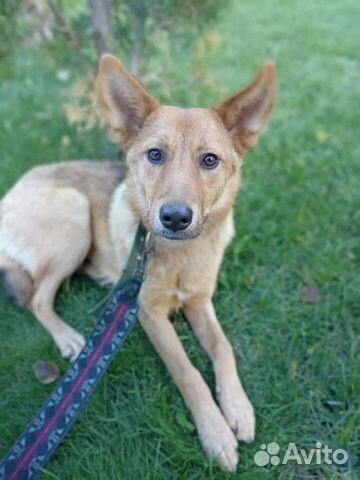 Девочка стерилизована 8,5 мес мама овчарка