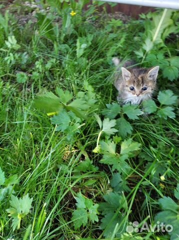 Котенок бесплатно