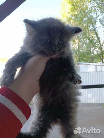 Кошки в добрые руки бесплатно