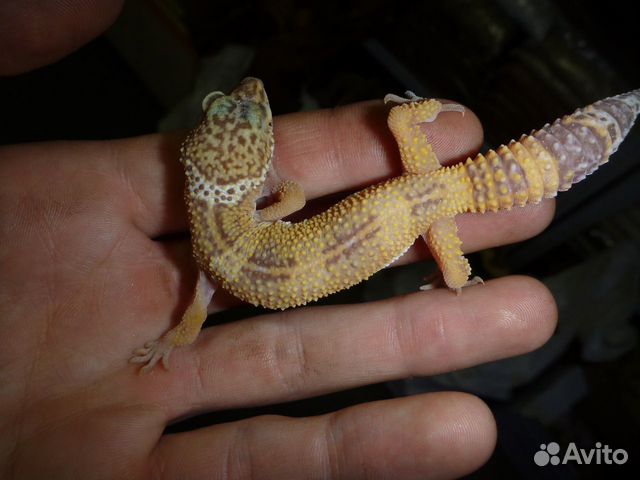 Геккон яркий ручной