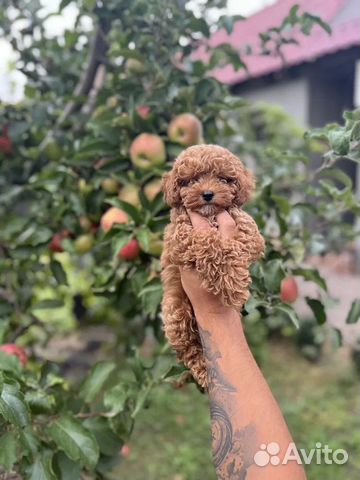 Мальтипу micro