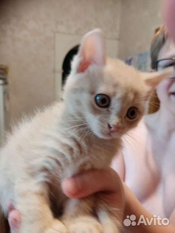 Котик 1 месяц. Рыжик Пуся