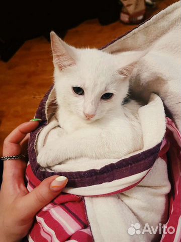 Котенок Анжелика белая с черным хвостиком 3 мес