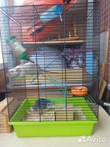 Отдам бесплатно двух крыс, вместе с клеткой)