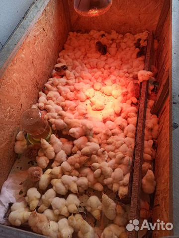 Суточный бройлер