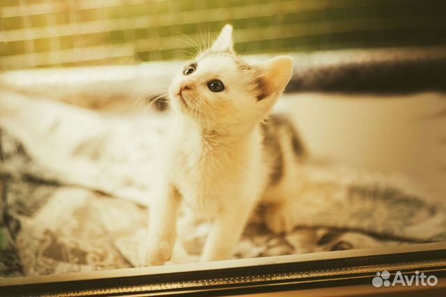 Котенок крошка мальчик