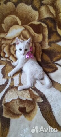 Котенок Беляшик в добрые руки