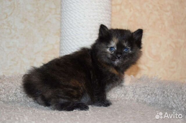 Клубные котята курильского бобтейла