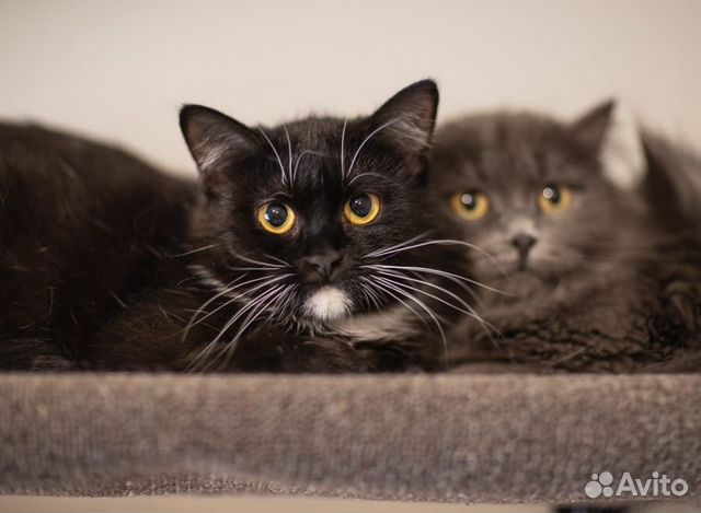 Кошка Василиса в дар