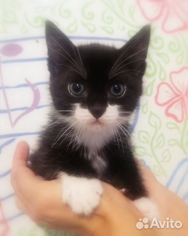 Котёнок 1,5 месяца
