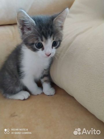 Кошка в дар бесплатно