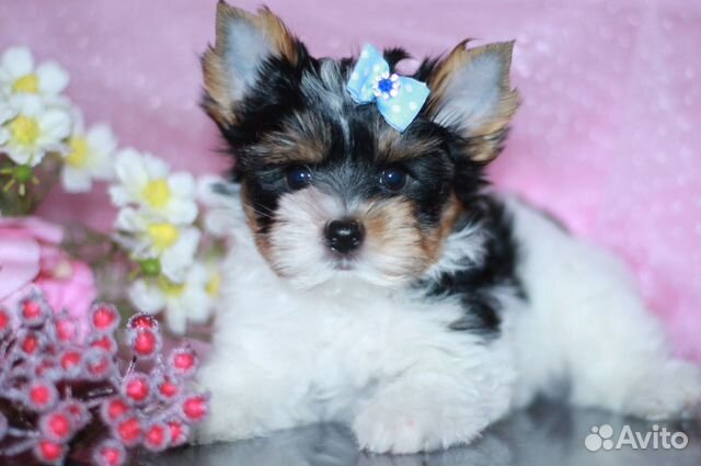 Самый красивый мальчик