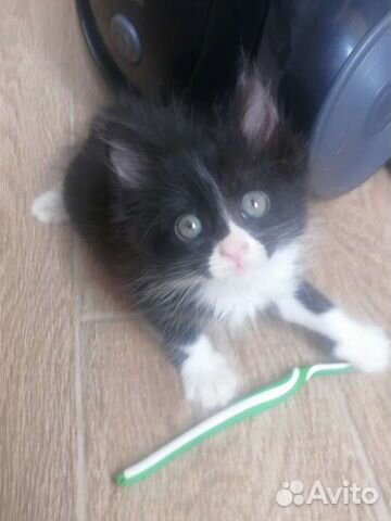 Котята в добрые руки даром пушистые чёрные