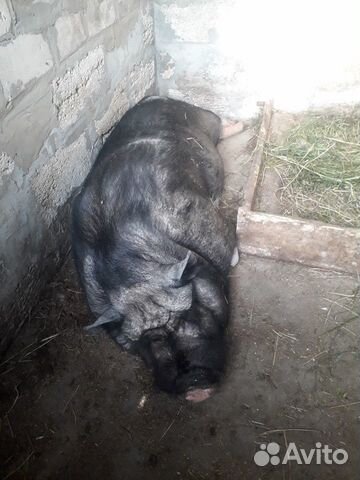 Вьетнамский хряк