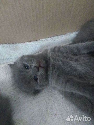 Британские котята