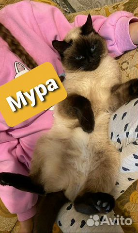 Тайская кошка