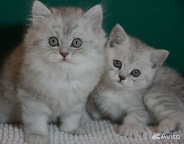 Британские шиншилы