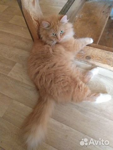 Кот Джастин ищет семью