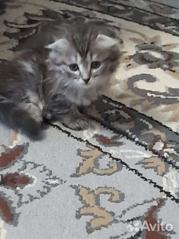 Британская вислоухая кошечка