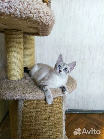 Котенок с глазами цвета неба