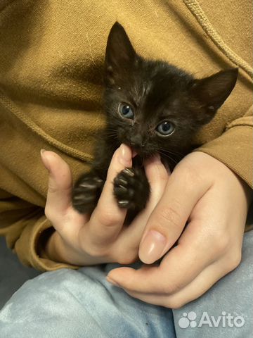 Отдам котят в добрые руки