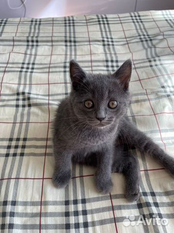 Британские котята