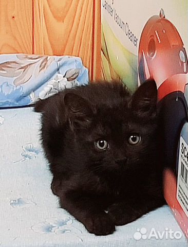 Очаровательная кошечка