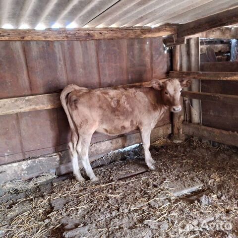 Телка 5 месяцев