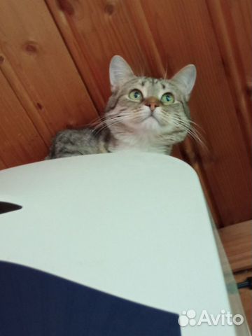 Прирученная за лето и брошенная на дачах