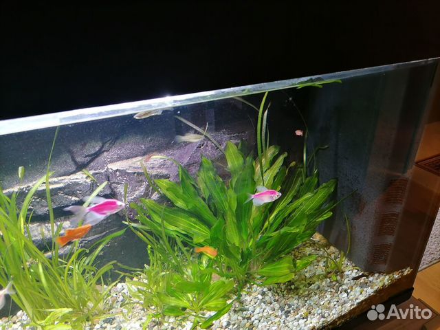 Аквариум aquatlantis с рыбками