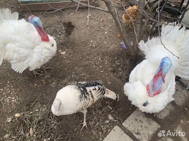 Индюки индюшки индейки