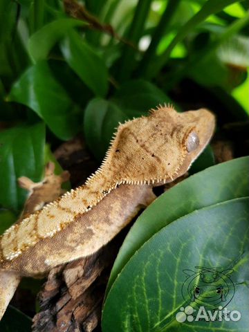 Реснитчатый бананоед девочка