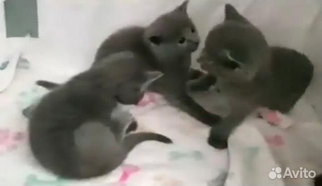 Котята русская голубая