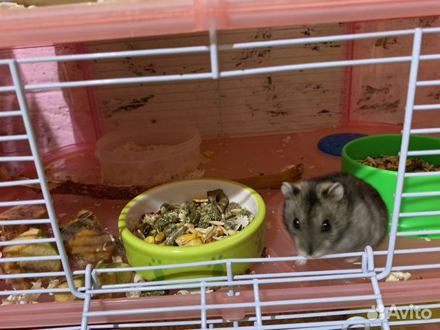 Джунгарский хомяк девочка