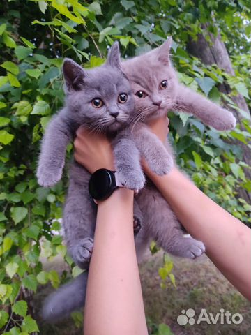 Шотландские котята
