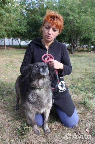 Собака в приюте грустит