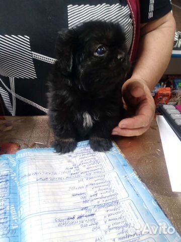 Щенки пекинеса