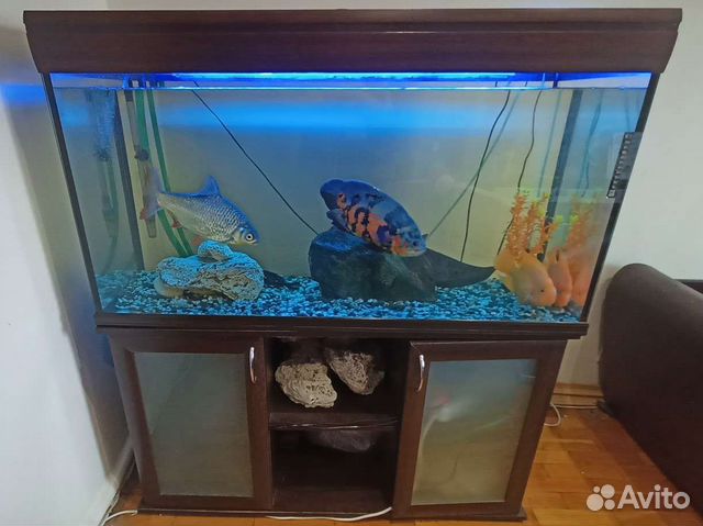 Аквариум под ключ