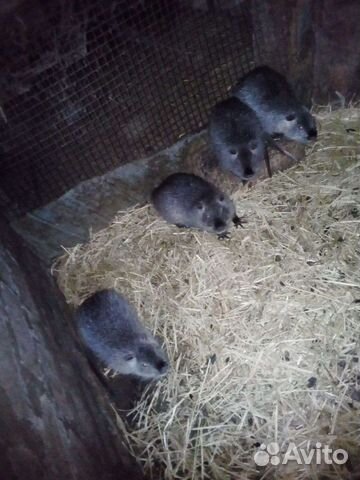 Нутрии серебро