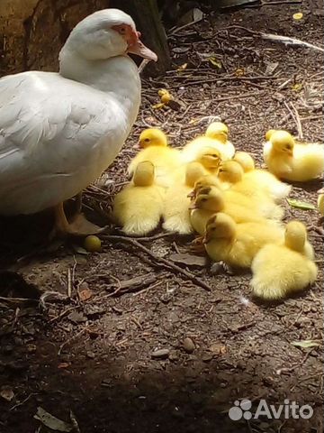 Белые индоутки с утятами