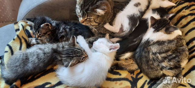 Котята