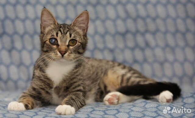 Кошечка 5 месяцев в добрые руки