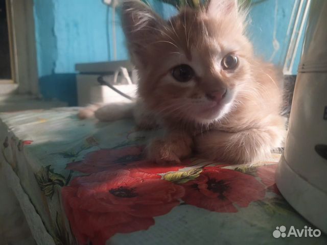 Рыжие котята трое