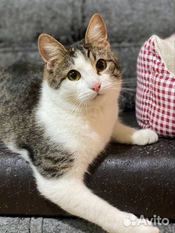 Отдаю молоденького котика Лизуна в дар