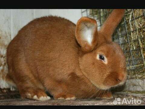 Кролики новозеландские красные