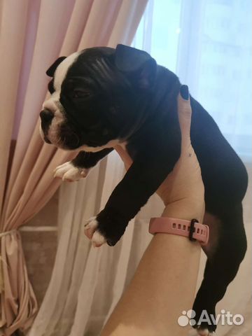 Американский булли (покет)