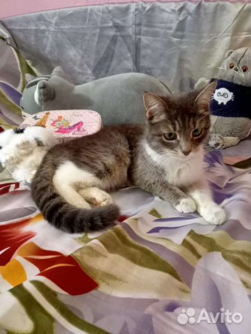 Красивая девочка ищет дом