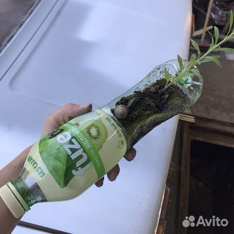 Улитка Чарли верный друг